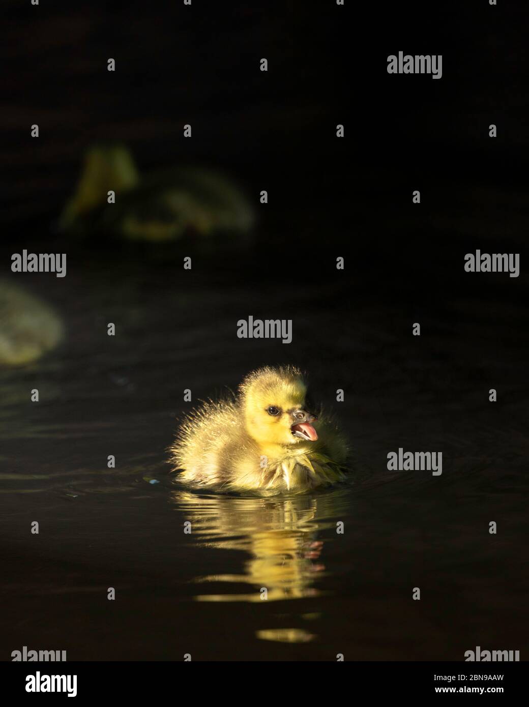 Week old Canada Goose goslings on the Wordsley Canal Stock Photo - Alamy