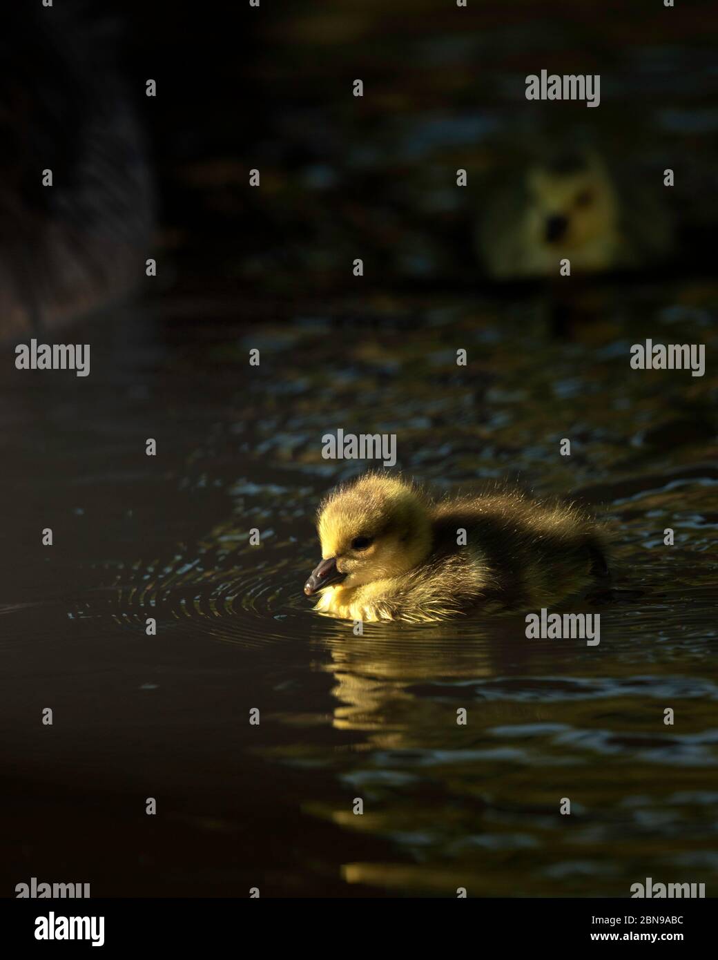 Wordsley old hi-res stock photography and images - Alamy