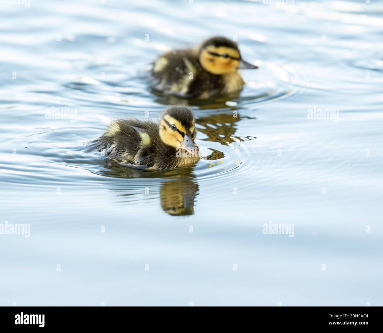 Duck life cycle hi-res stock photography and images - Alamy