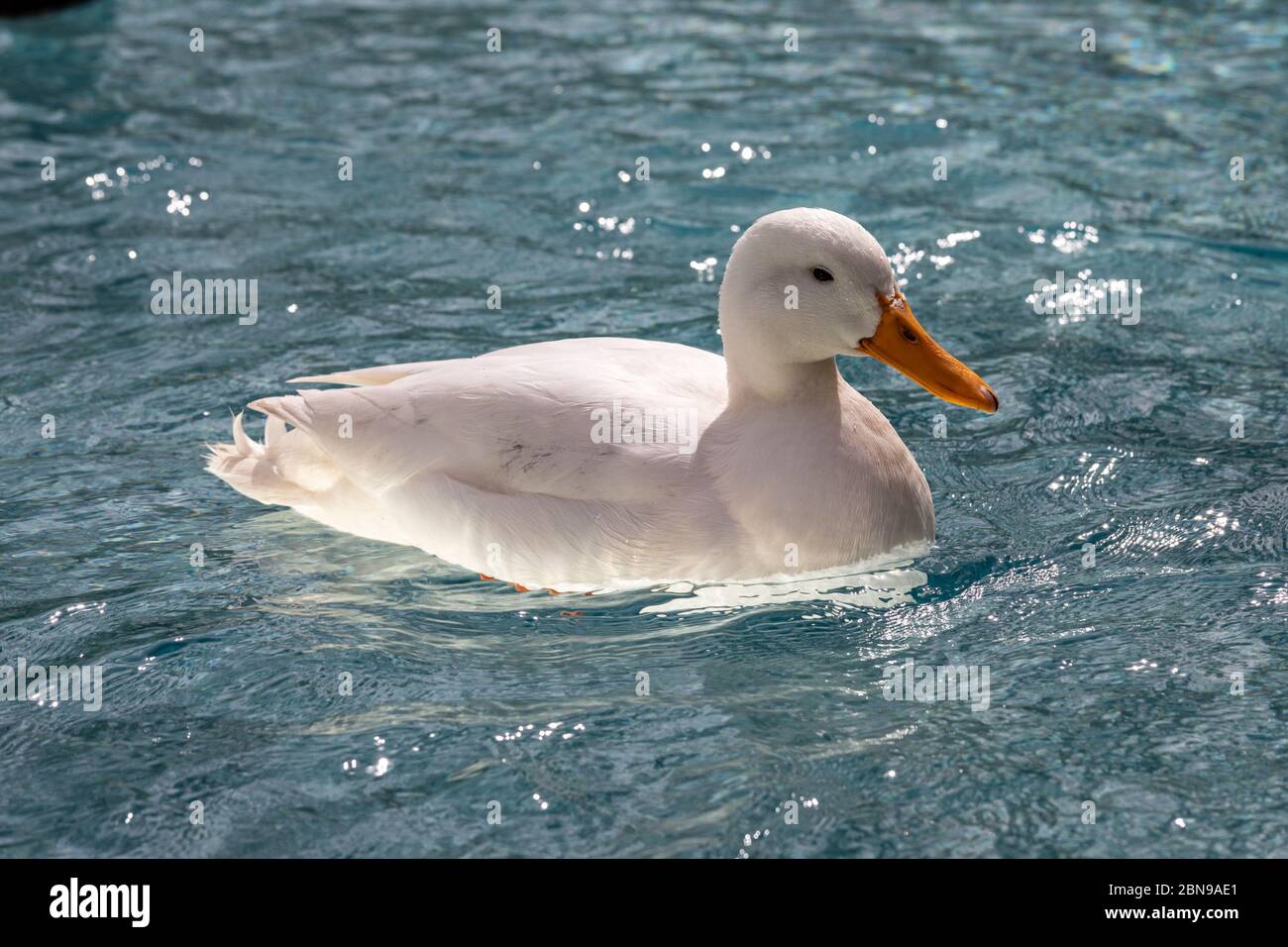 White drake or male mallard duck (Anas platyrhynchos) swimming at clear ...