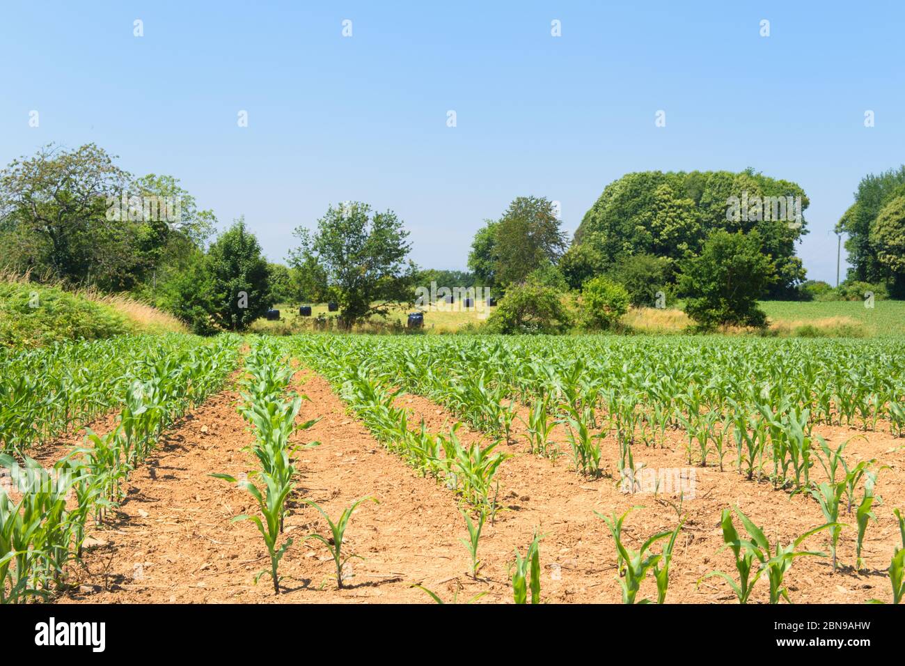 landscape with young maize in the field Stock Photo - Alamy