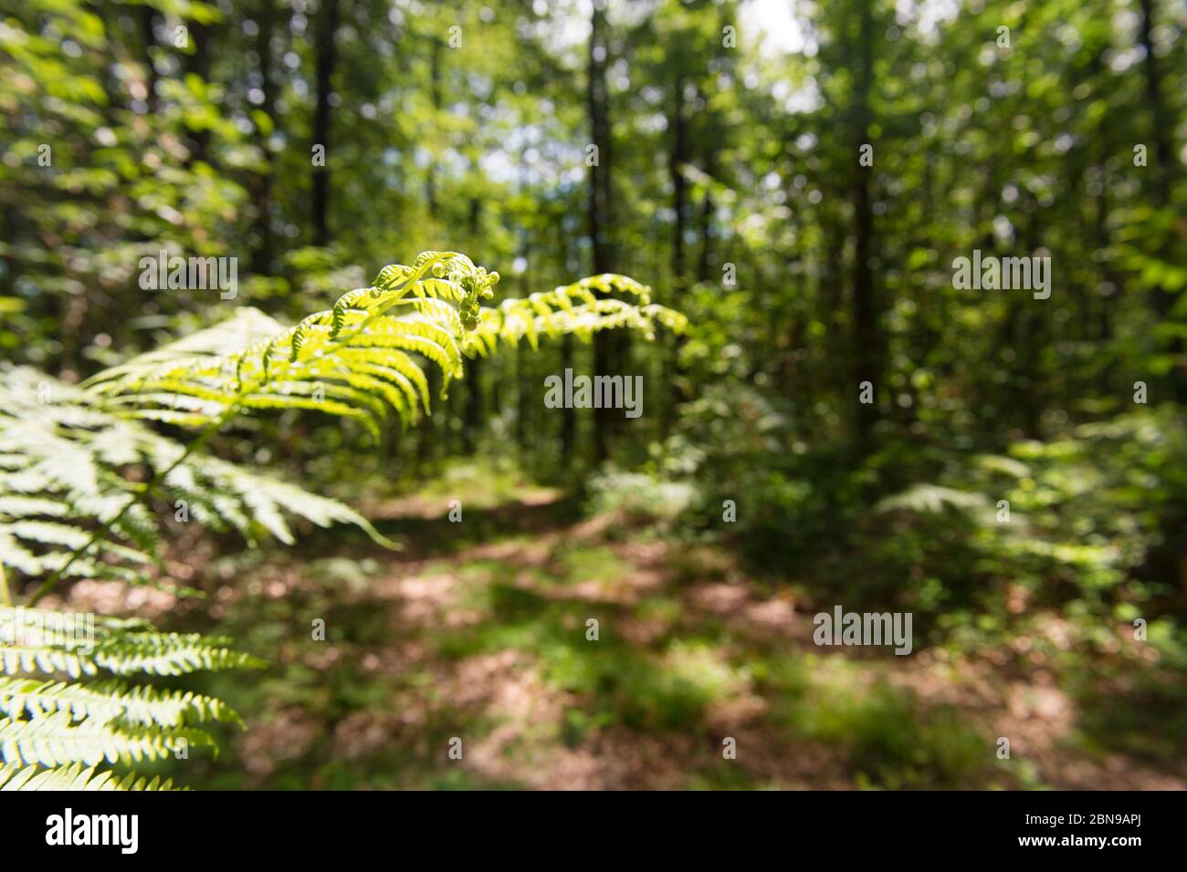 Forest landscape with sunshine and fern leaf Stock Photo - Alamy