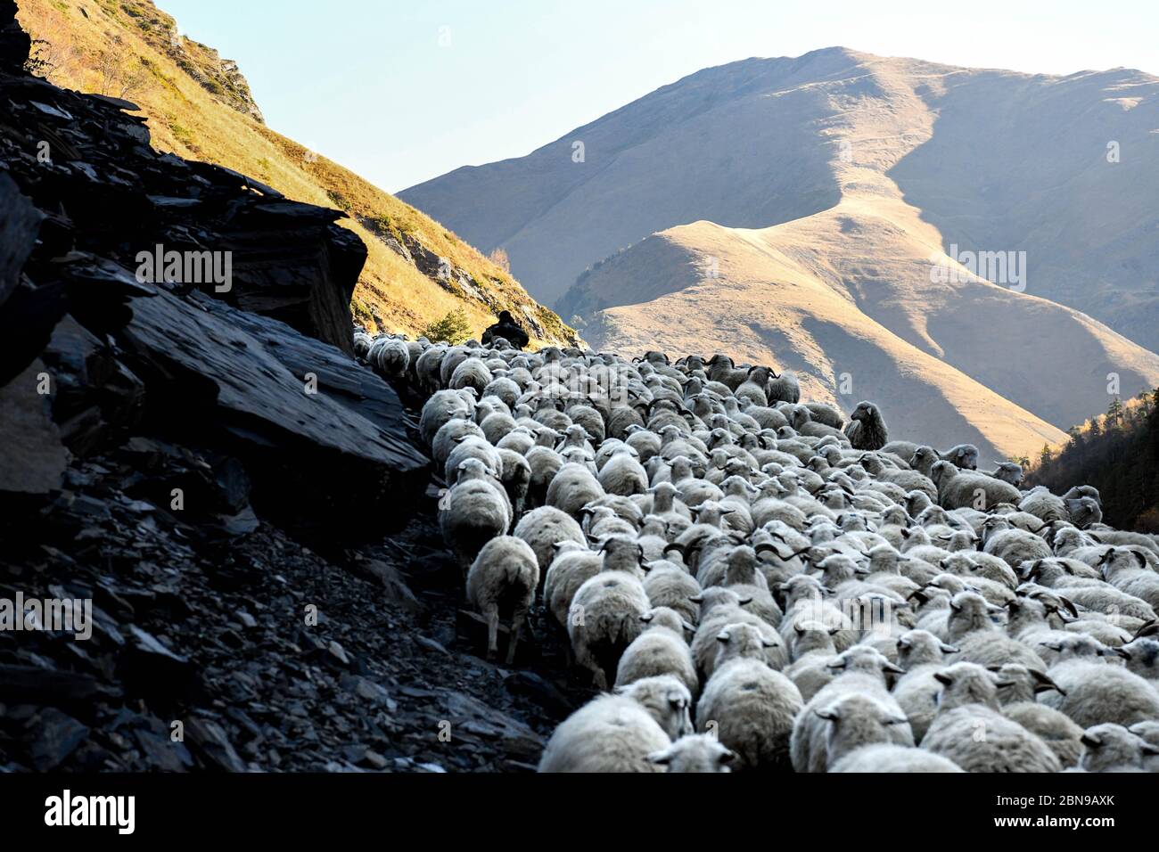 Caucasus, Georgia, Tusheti region, Shenako. A shepherd brings his flock ...