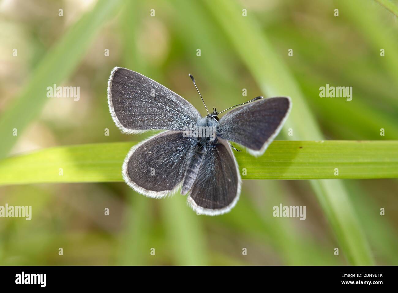 Small Blue Butterfly - Cupido minimus Male on grass Stock Photo - Alamy