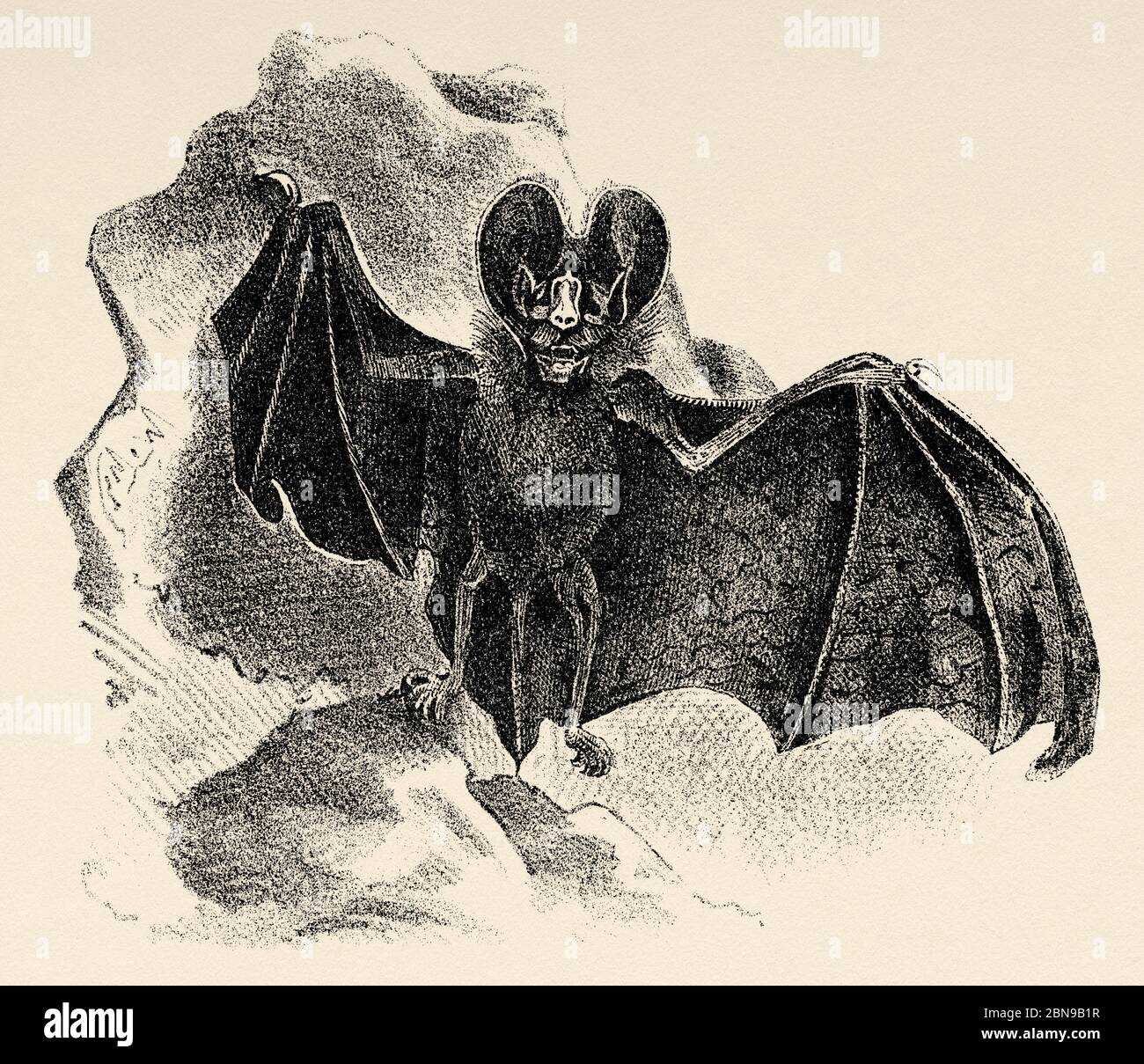 False vampire bat china hi-res stock photography and images - Alamy