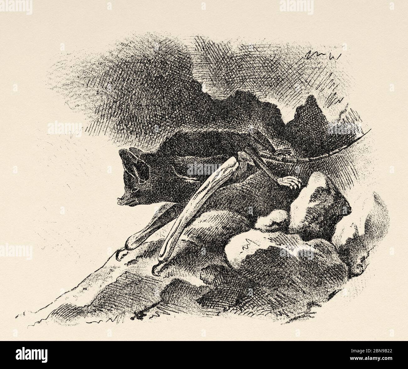 Egyptian fruit bat (Rousettus aegyptiacus) species of bat in the ...