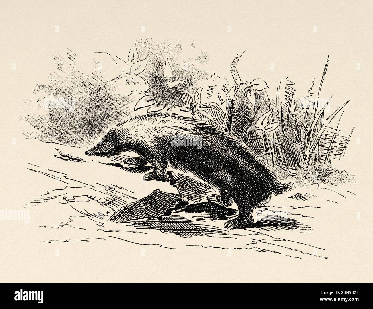 The malaysian skunk badger hi-res stock photography and images - Alamy