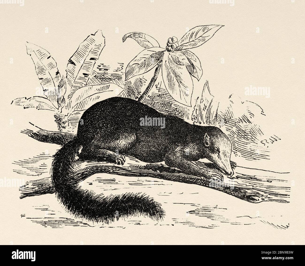 The common tupaya (Tupaia glis) small mammal of the Tupaid family. They ...