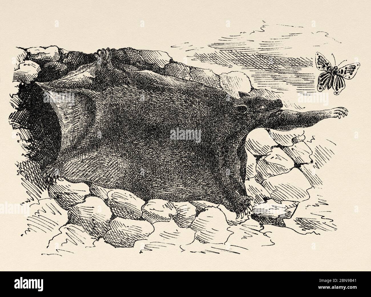 The galeopithecus, kaguang or colugo (Galeopterus variegatus) curious ...