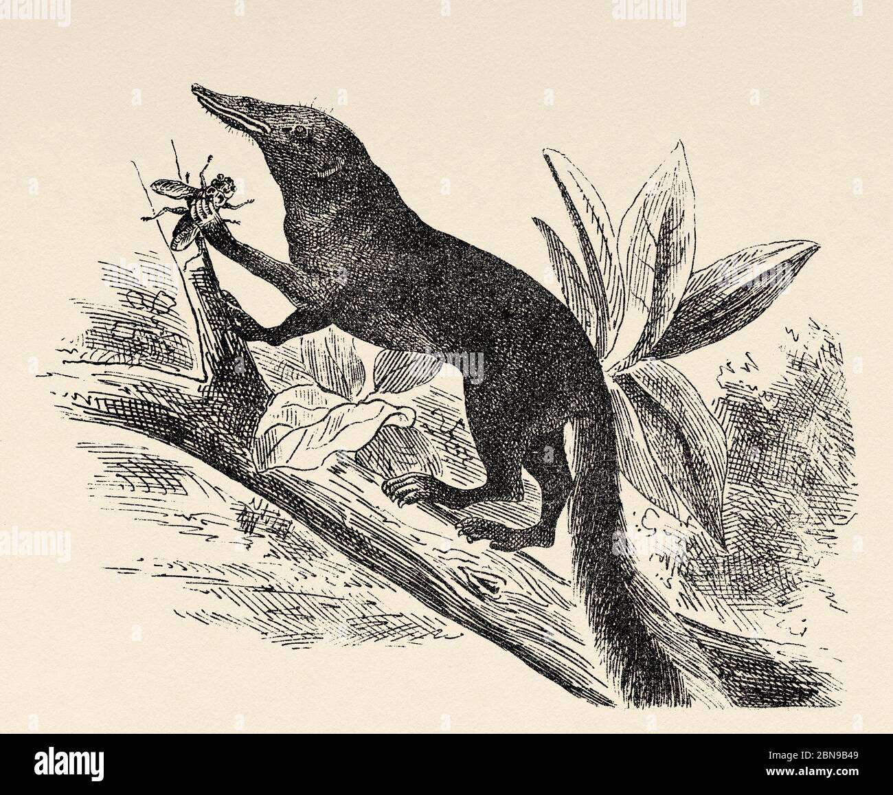 Family of tupaids hi-res stock photography and images - Alamy