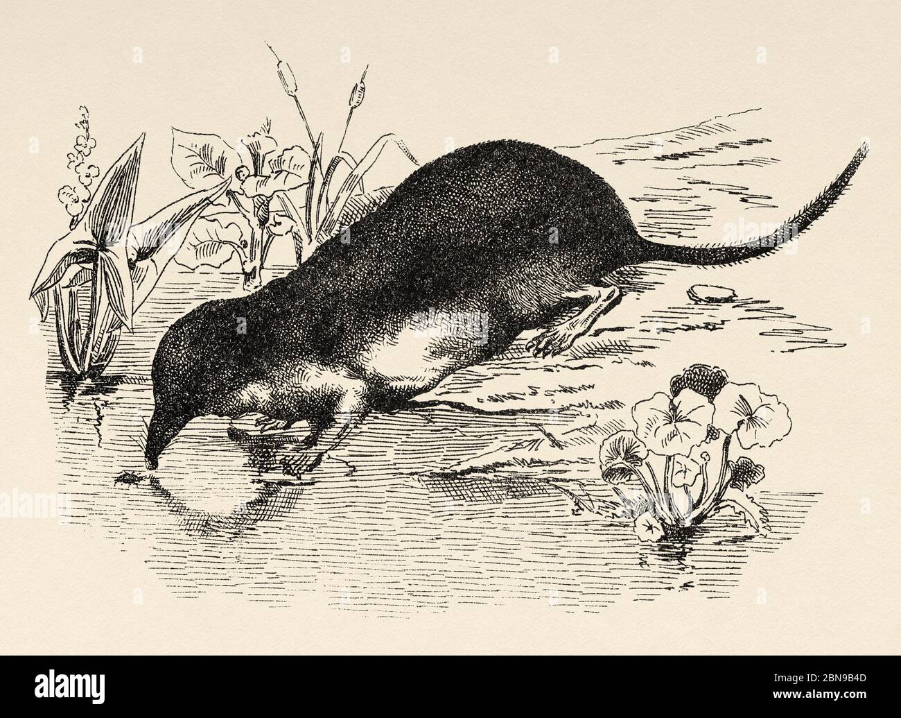 Soricids (Soricidae), commonly known as shrews or shrew, family of ...