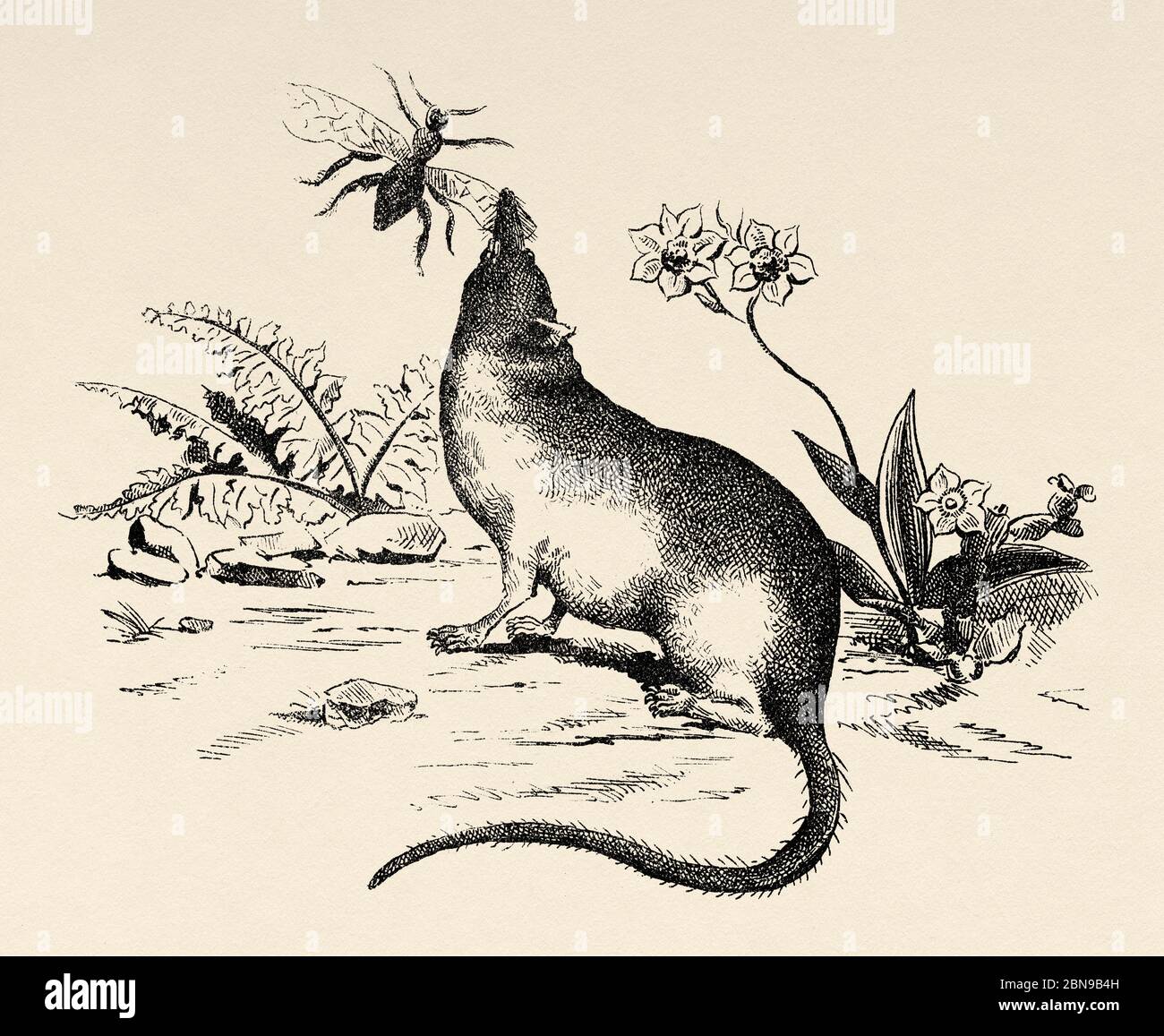 Muskrat art photography hi-res stock photography and images - Alamy