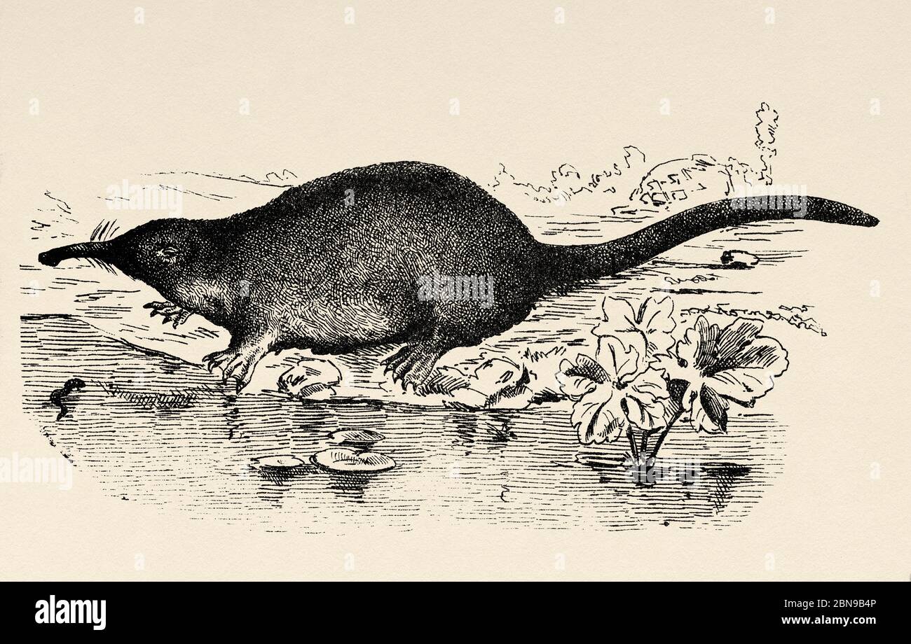 Iberian desman hi-res stock photography and images - Alamy