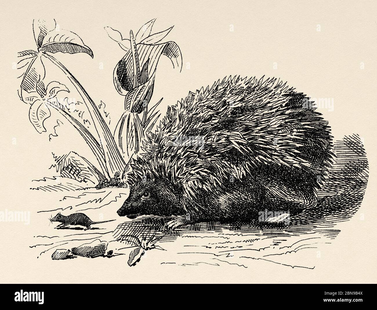 The common hedgehog (Erinaceus europaeus) or European hedgehog is a ...
