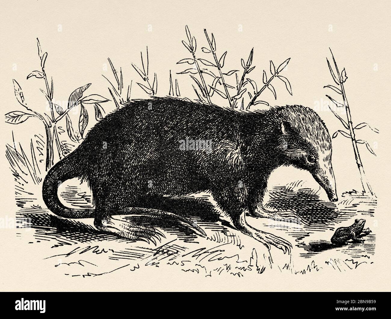 Solenodon cuba hi-res stock photography and images - Alamy