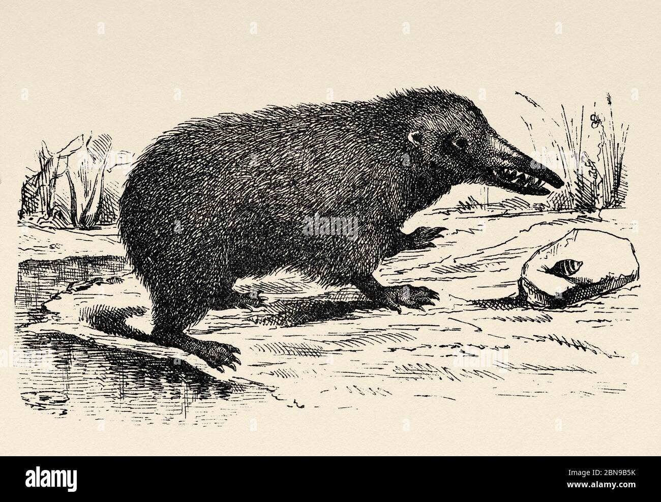 Tenreids (Tenrecidae), known as tenrecs, family of placental mammals of ...
