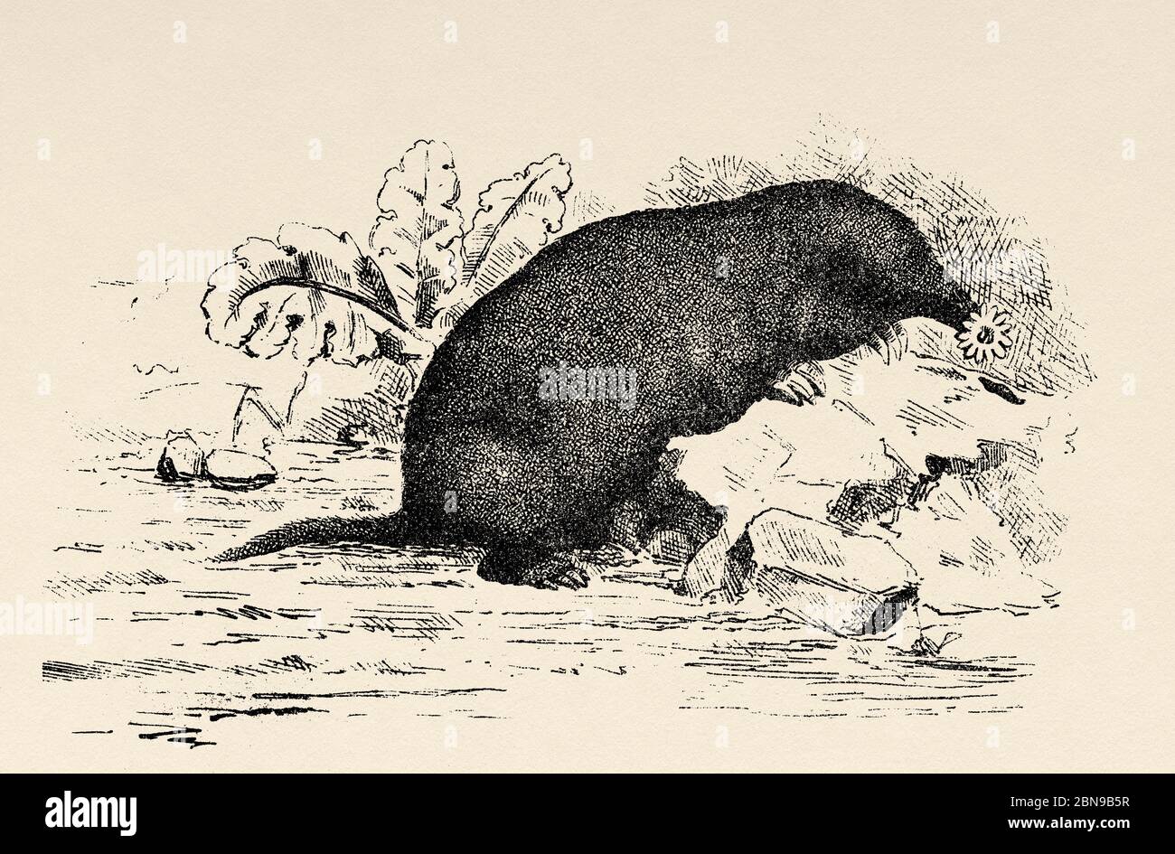 Star-nosed mole (Condylura cristata) species of soricomorphic mammal in ...