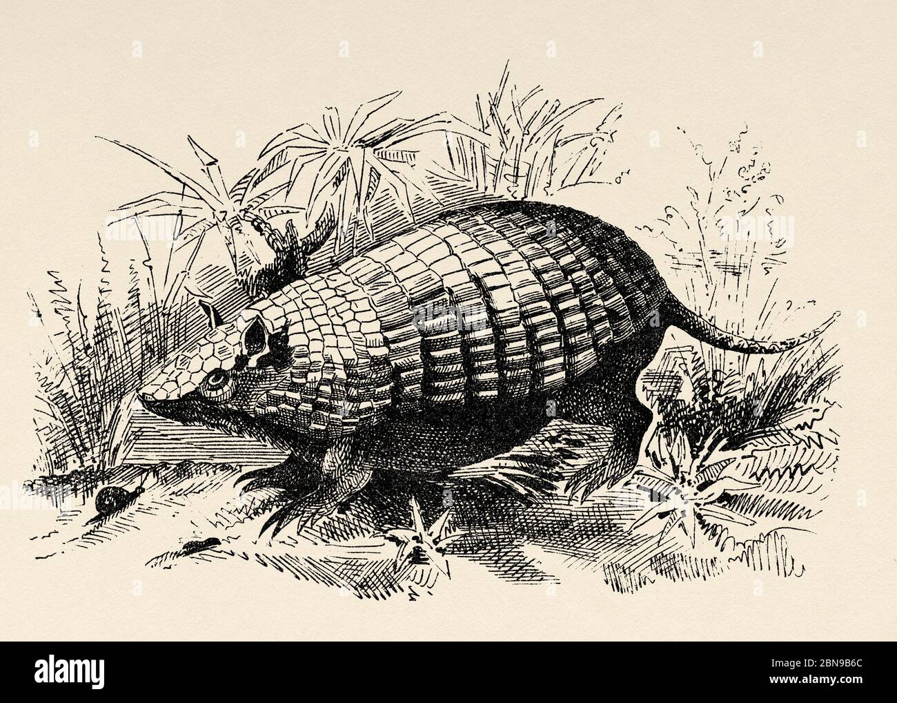 Tatu Poyu. Dasipodids (Dasypodidae), known as armadillos, family of ...