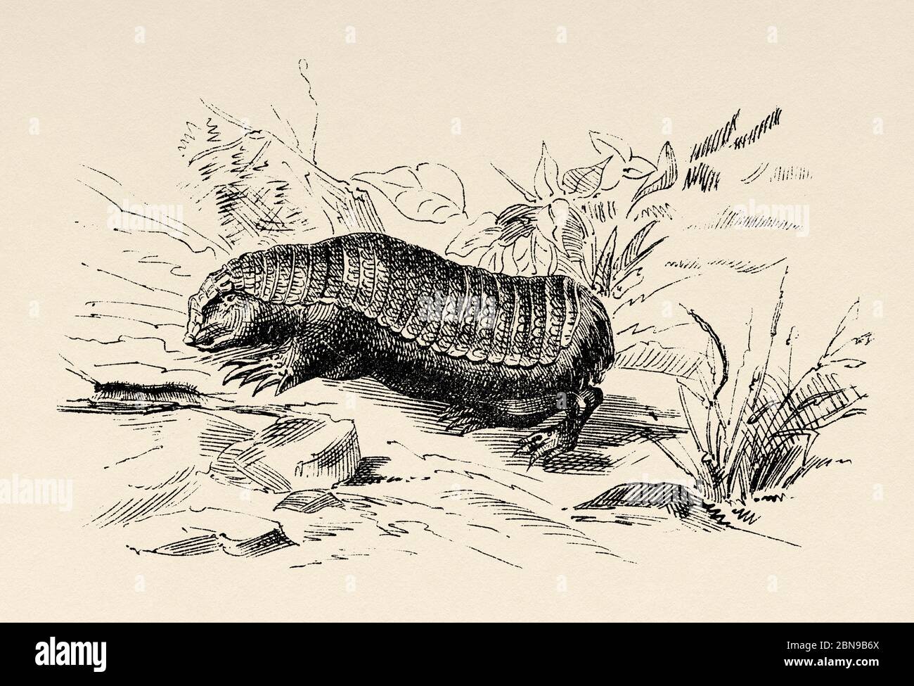 Pampici pichiciego hi-res stock photography and images - Alamy