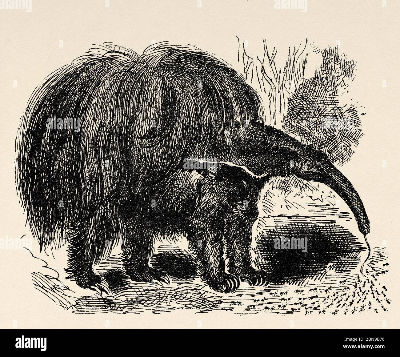 Yurumi hi-res stock photography and images - Alamy