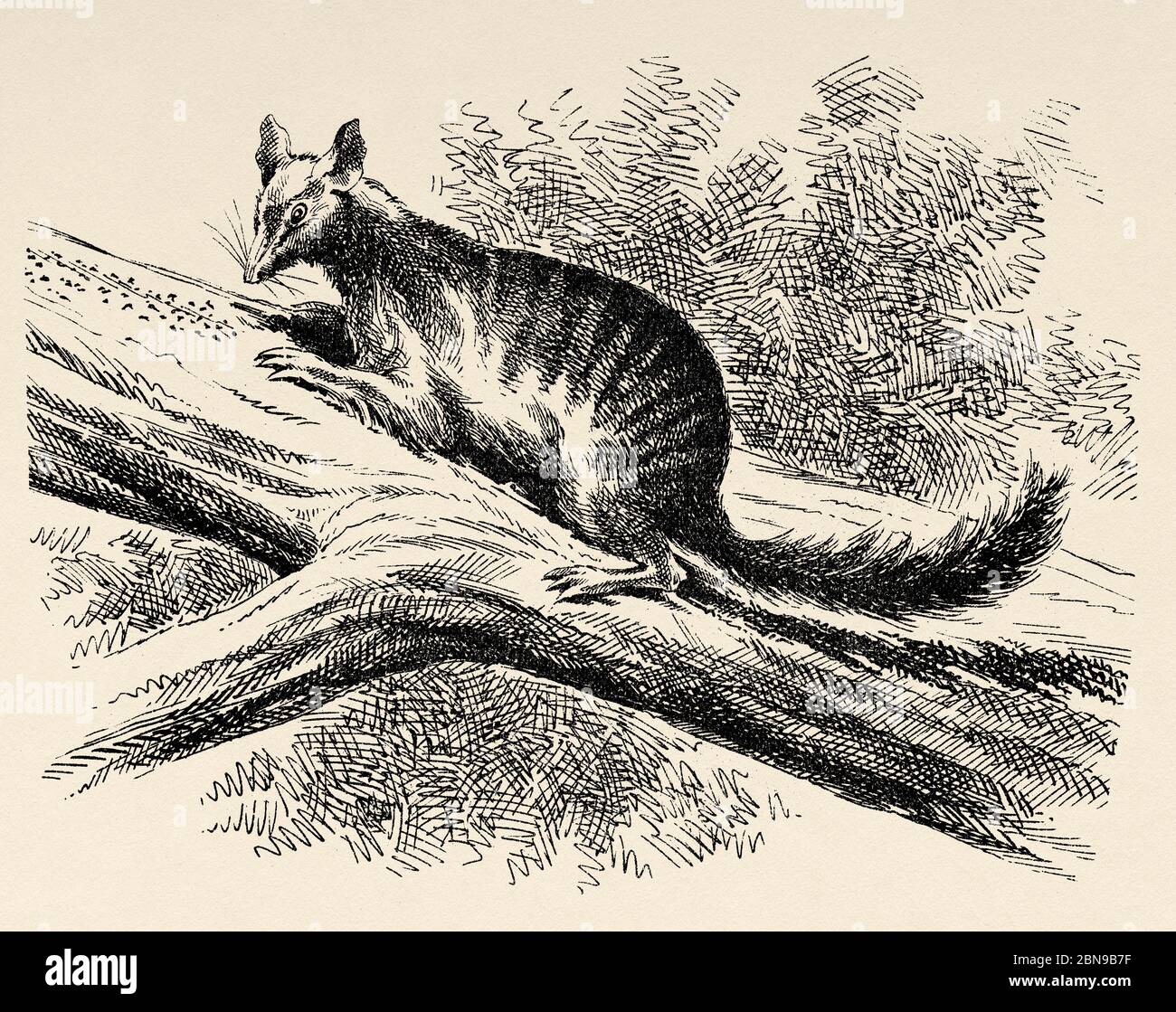 Engraved marsupial species hi-res stock photography and images - Alamy