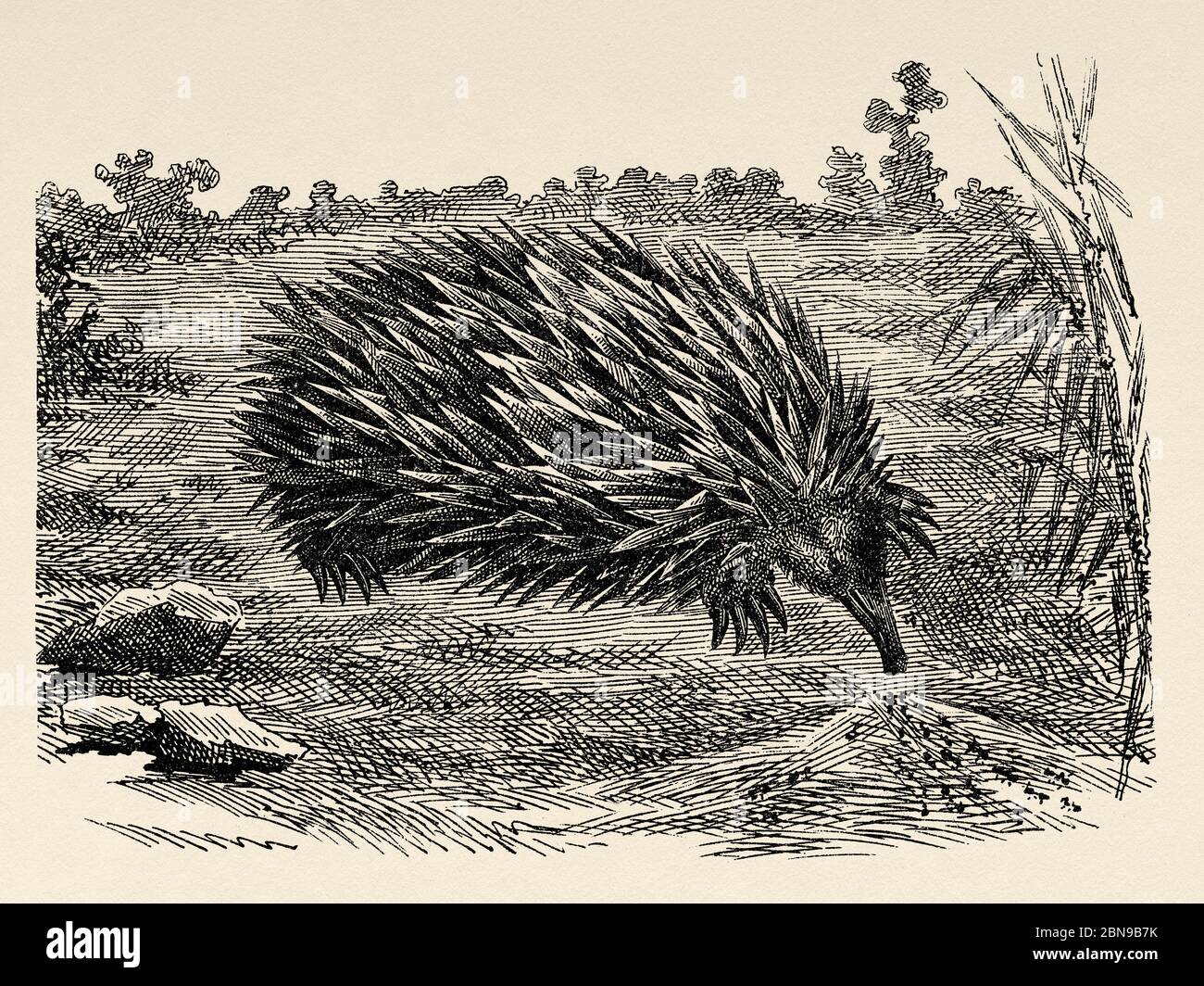 The Australian Short-nosed Echidna (Tachyglossus aculeatus) species of ...