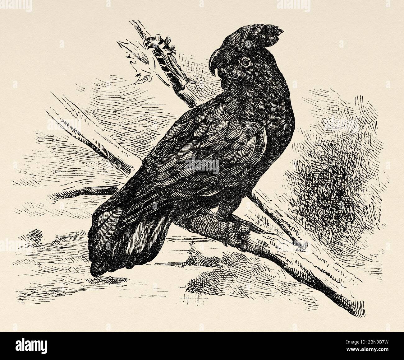 The red cockatoo (Calyptorhynchus banksii) species of psittacine in the ...