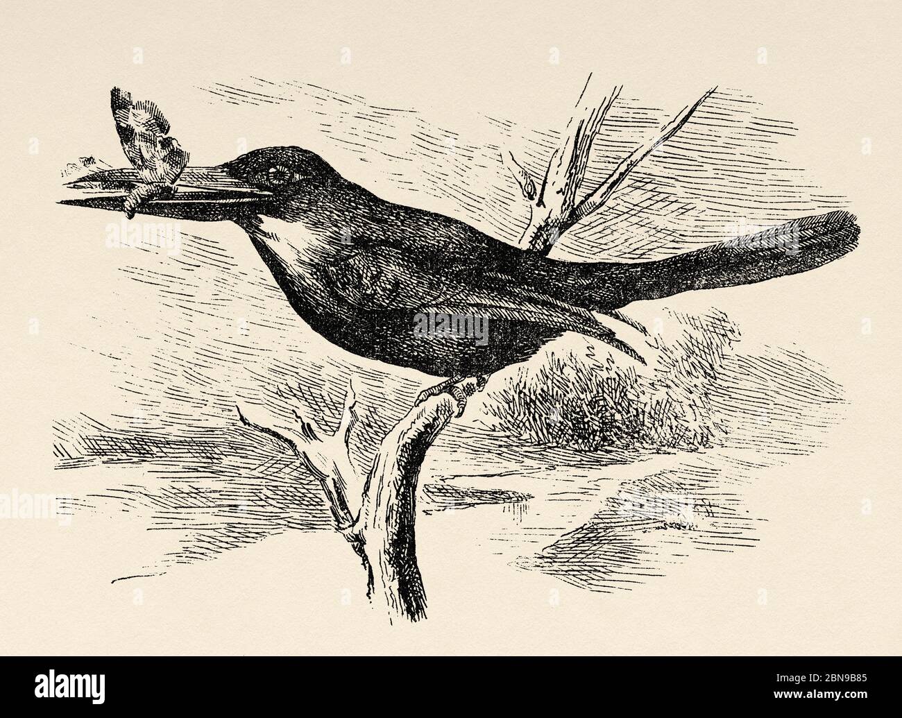 The red-tailed jacamara (Galbula ruficauda) species of piciform bird of ...