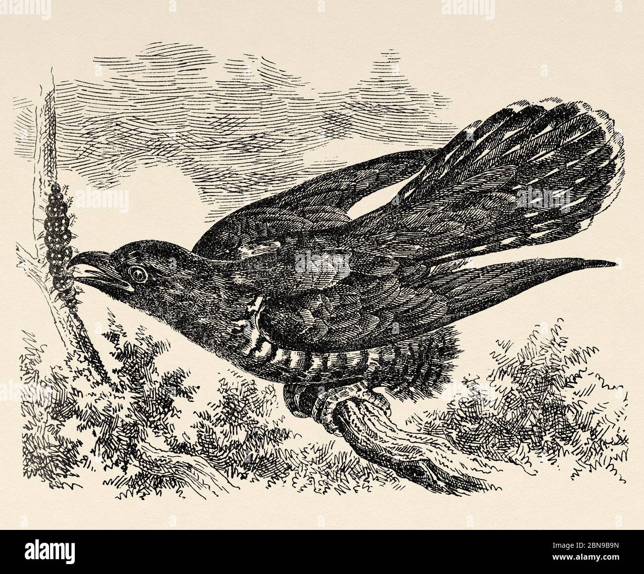 The common cuckoo (Cuculus canorus) a species of cuculiform bird in the ...