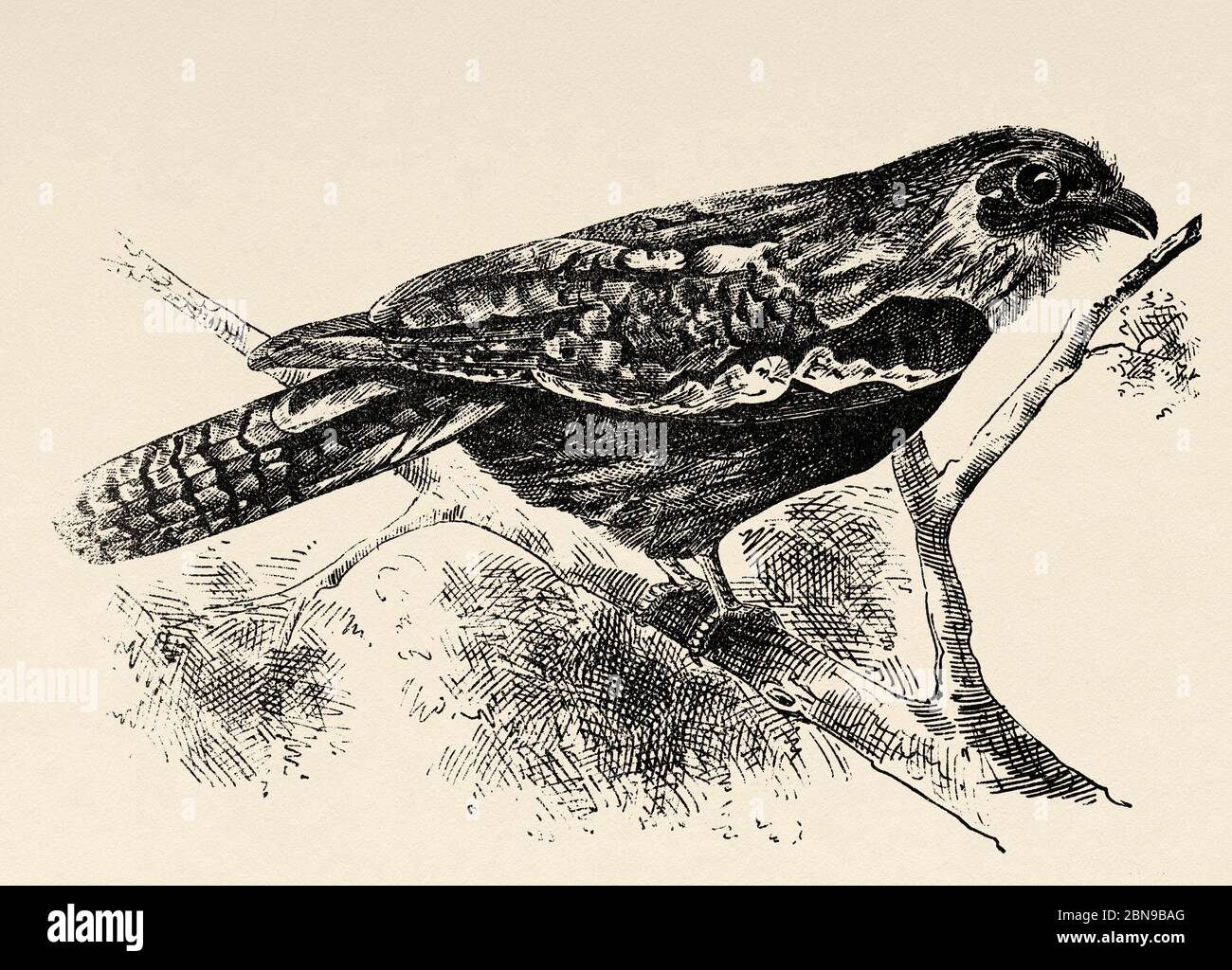 The Australian podargo (Podargus strigoides) known as chestnut podargo ...