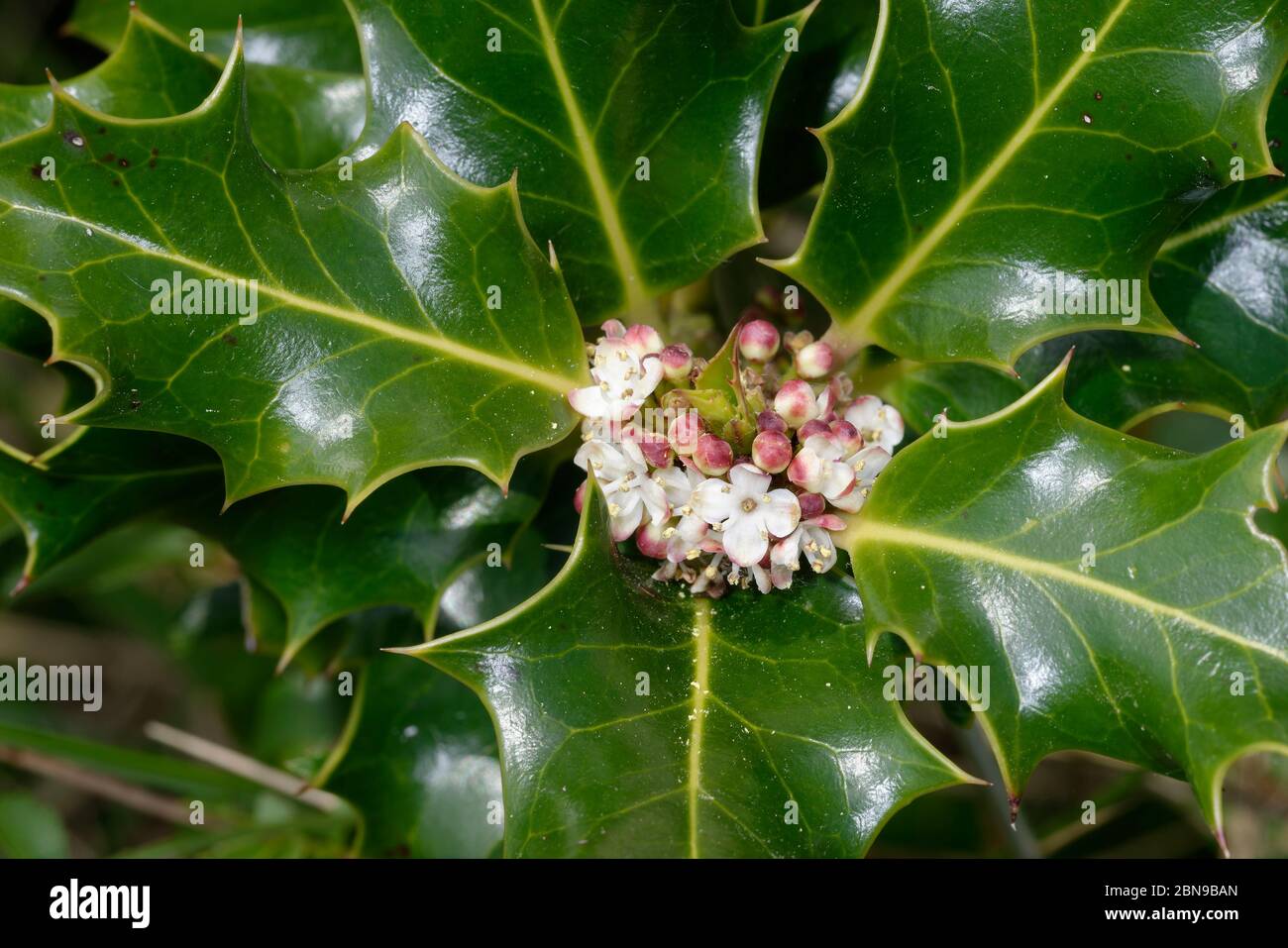 Spring of holly hi-res stock photography and images - Alamy