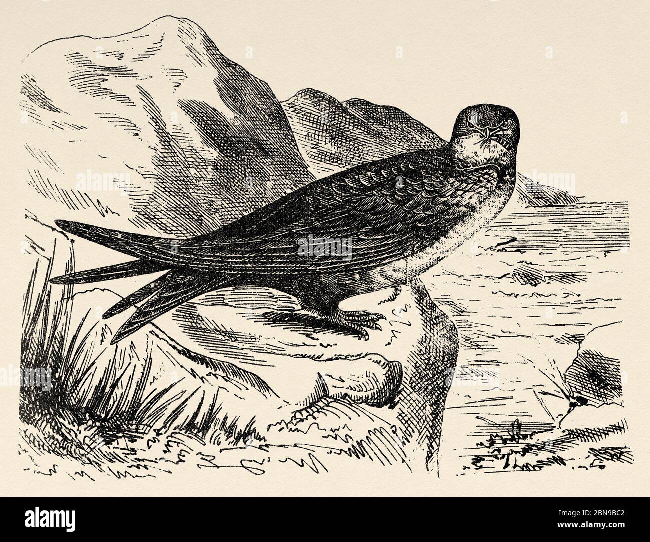 The common swift (Tachymarptis melba) species of apodiform bird of the ...