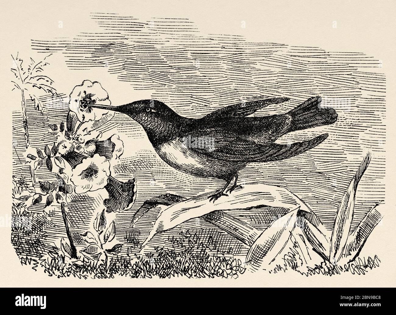 The zunzuncito, zunzuncito hummingbird, fly bird, or bee elf (Mellisuga ...