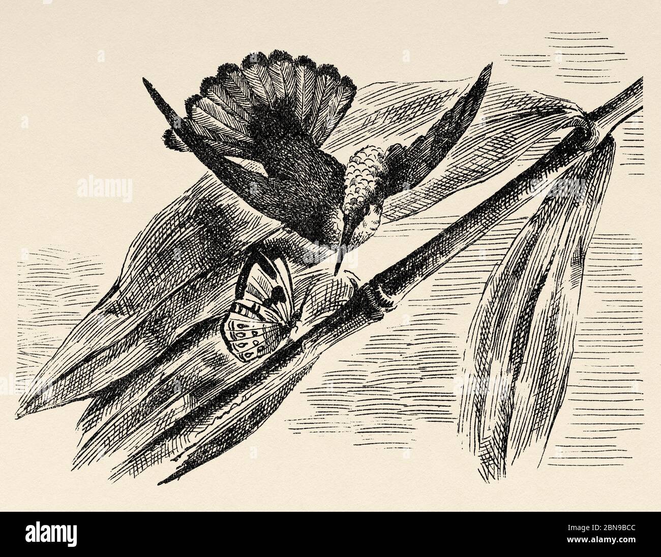 The swallow sapphire (Thalurania furcata) species of apodiform bird ...