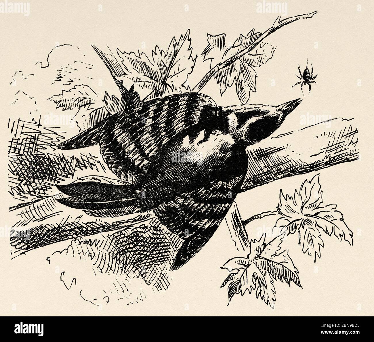 The lesser beak (Dryobates minor) is a species of piciform bird of the ...