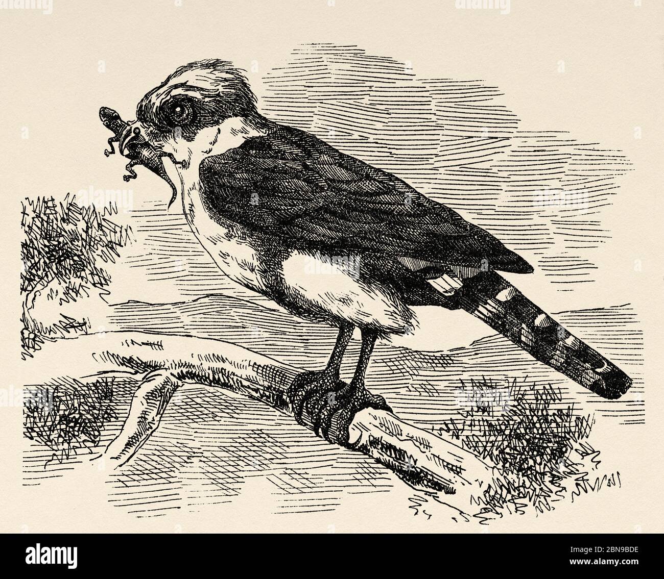 White fronted hawk hi-res stock photography and images - Alamy