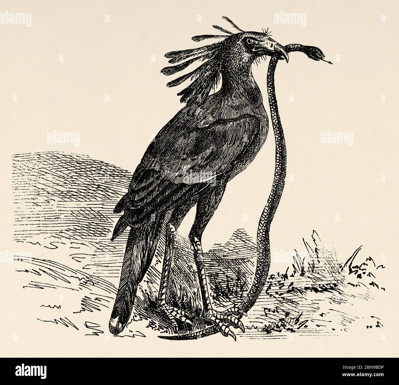 The secretary (Sagittarius serpentarius) species of accipitriform bird ...