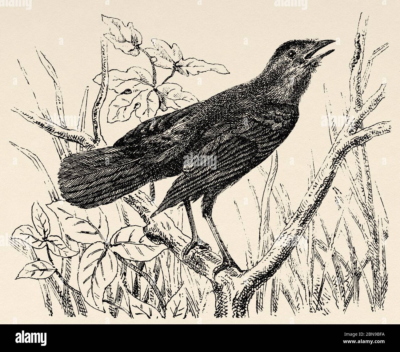 The common nightingale (Luscinia megarhynchos) species of passerine ...