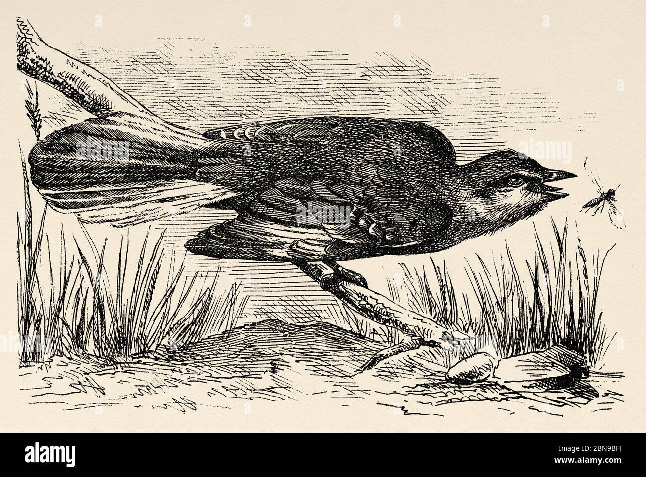 Vintage Mockingbird Illustration