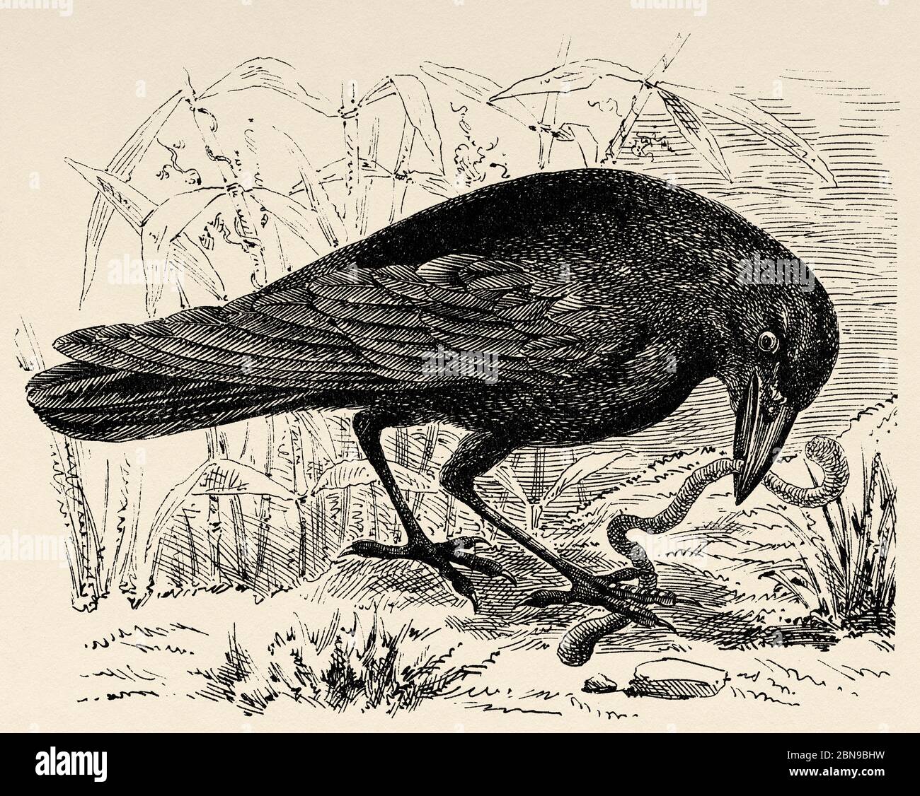 Corvus cornix, the gray or ashy crow, is a passerine bird of the ...