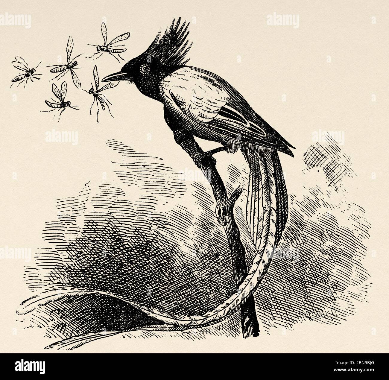 Long Tailed Planigale