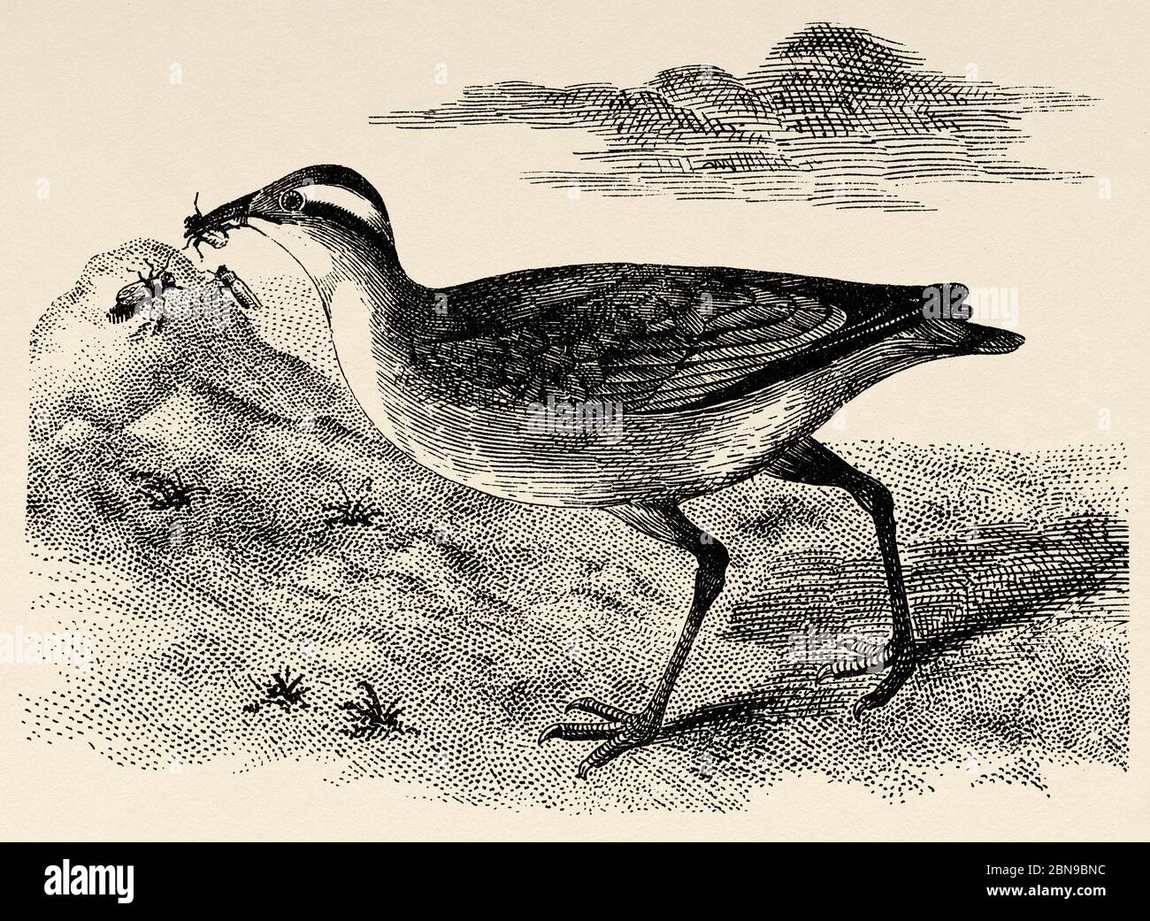 The Saharan corridor (Cursorius cursor) is a species of a caradriform ...