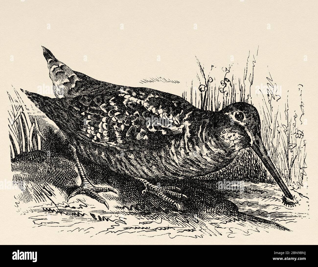 The partridge chocha (Scolopax rusticola), also known as woodcock ...