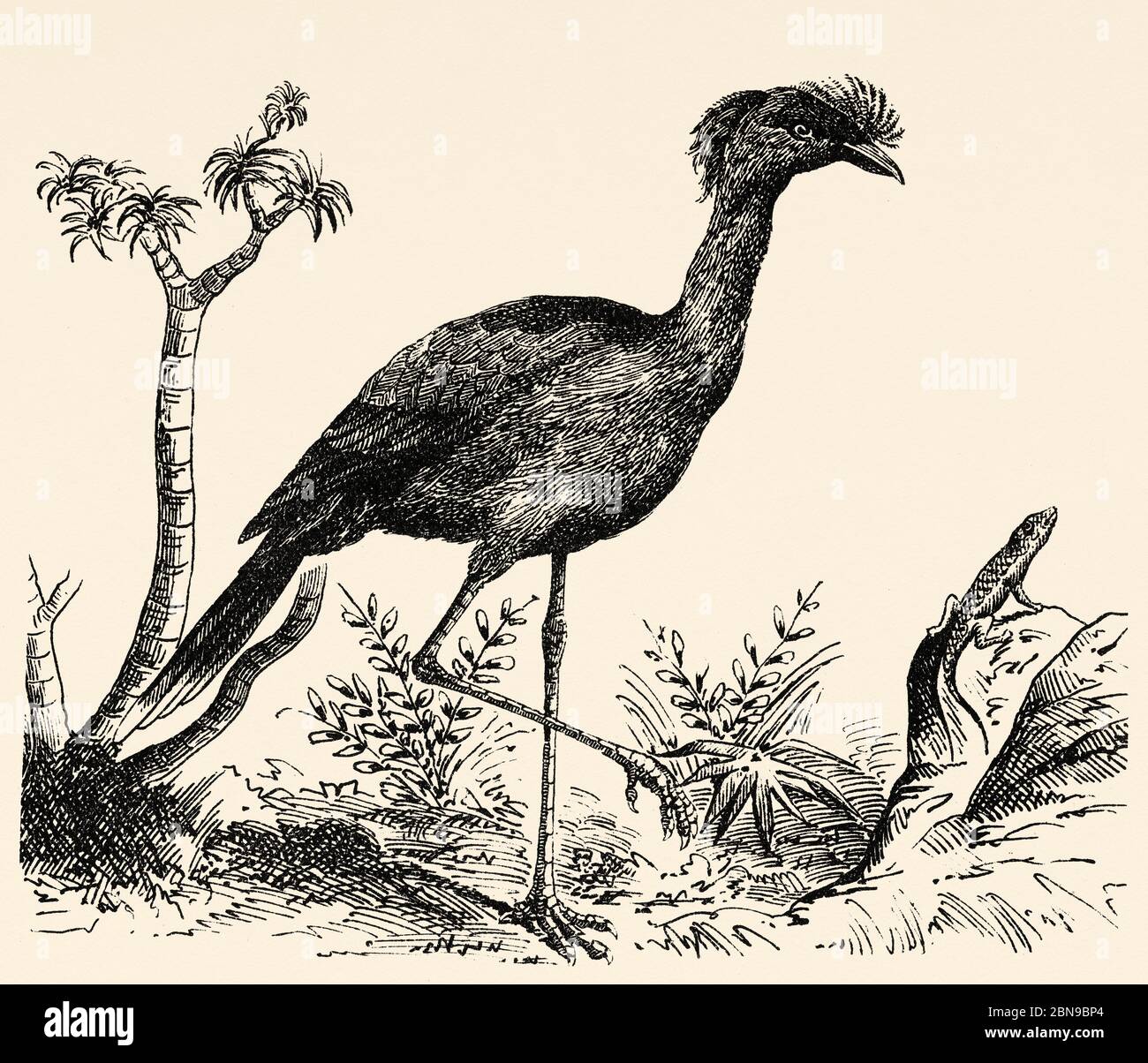 Jungle animal illustration hi-res stock photography and images - Alamy