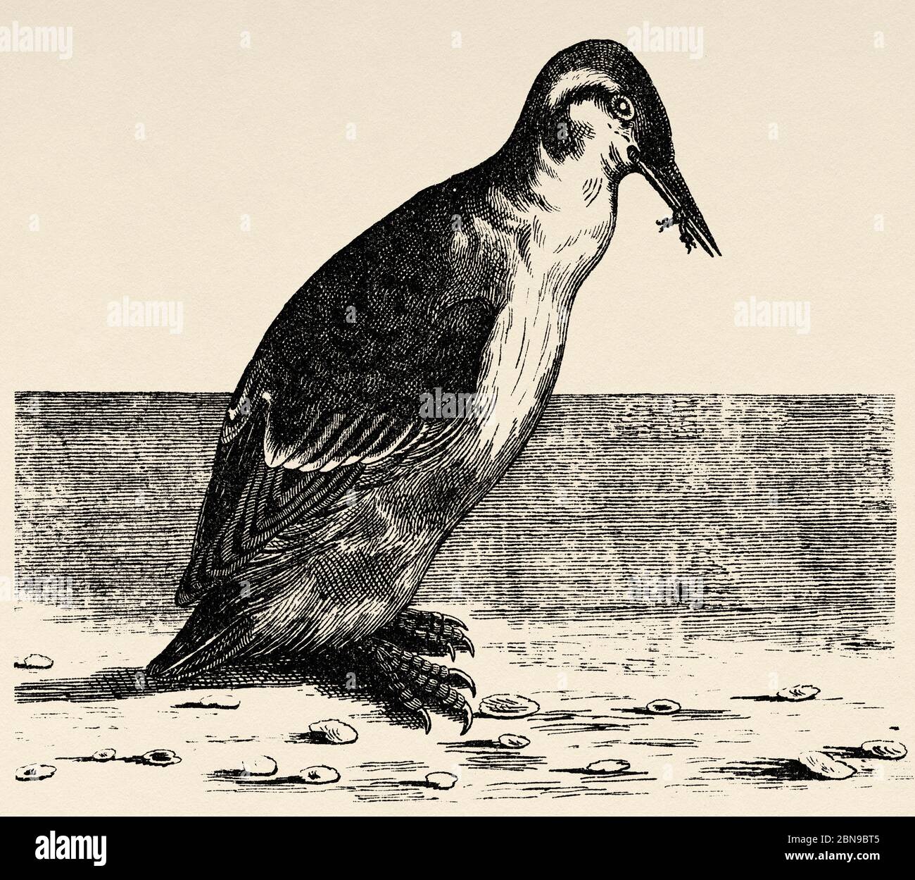 The common arao (Uria aalge) is a species of caradriform bird of the ...