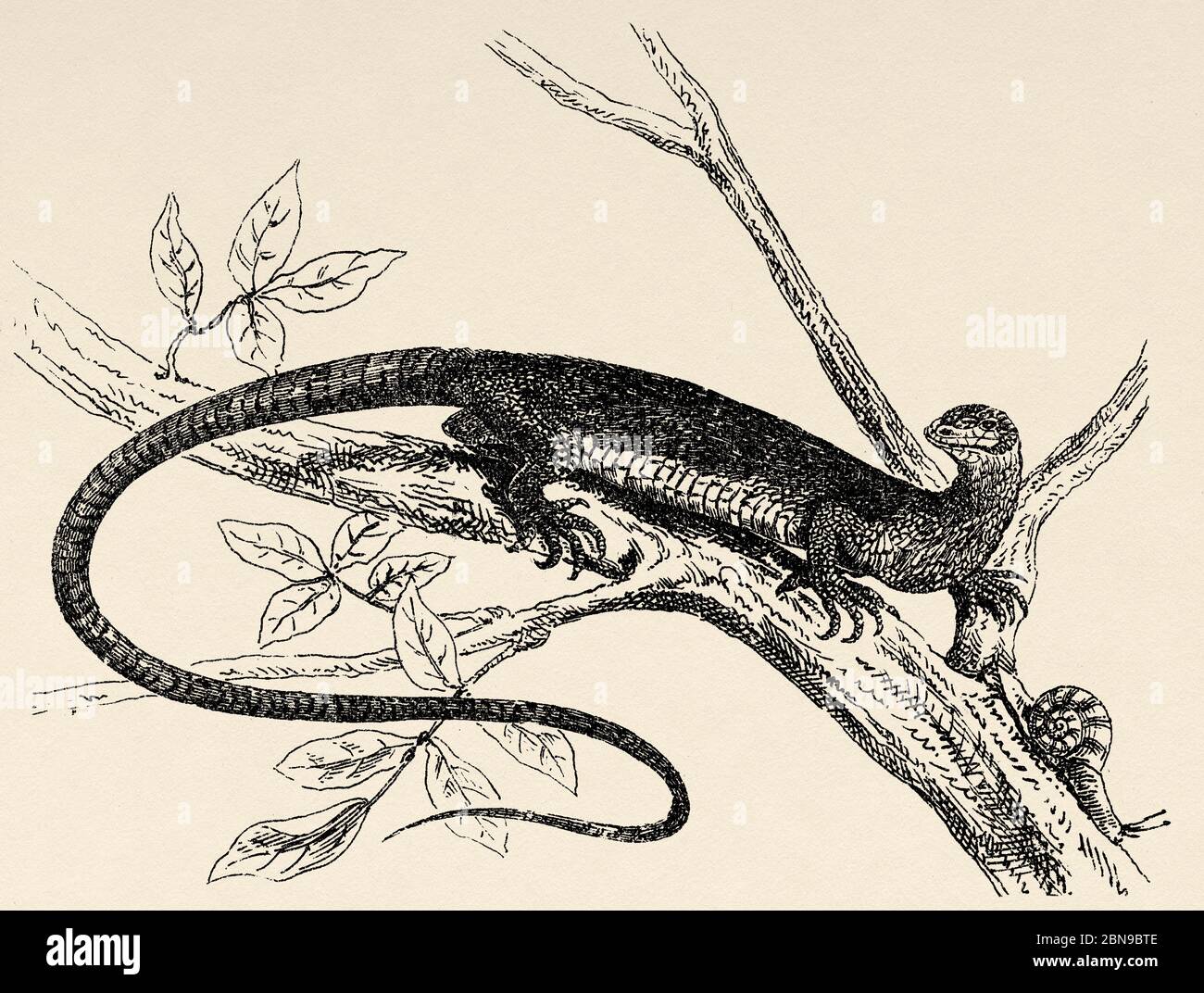 The green lizard (Lacerta viridis), is a species of lizard in the ...