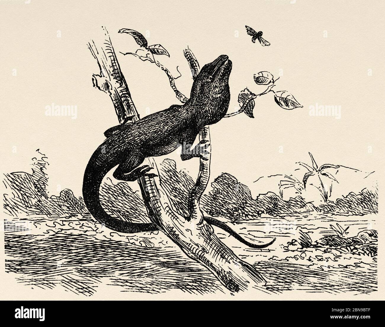 The green anole (Anolis carolinensis), also known as the North American ...