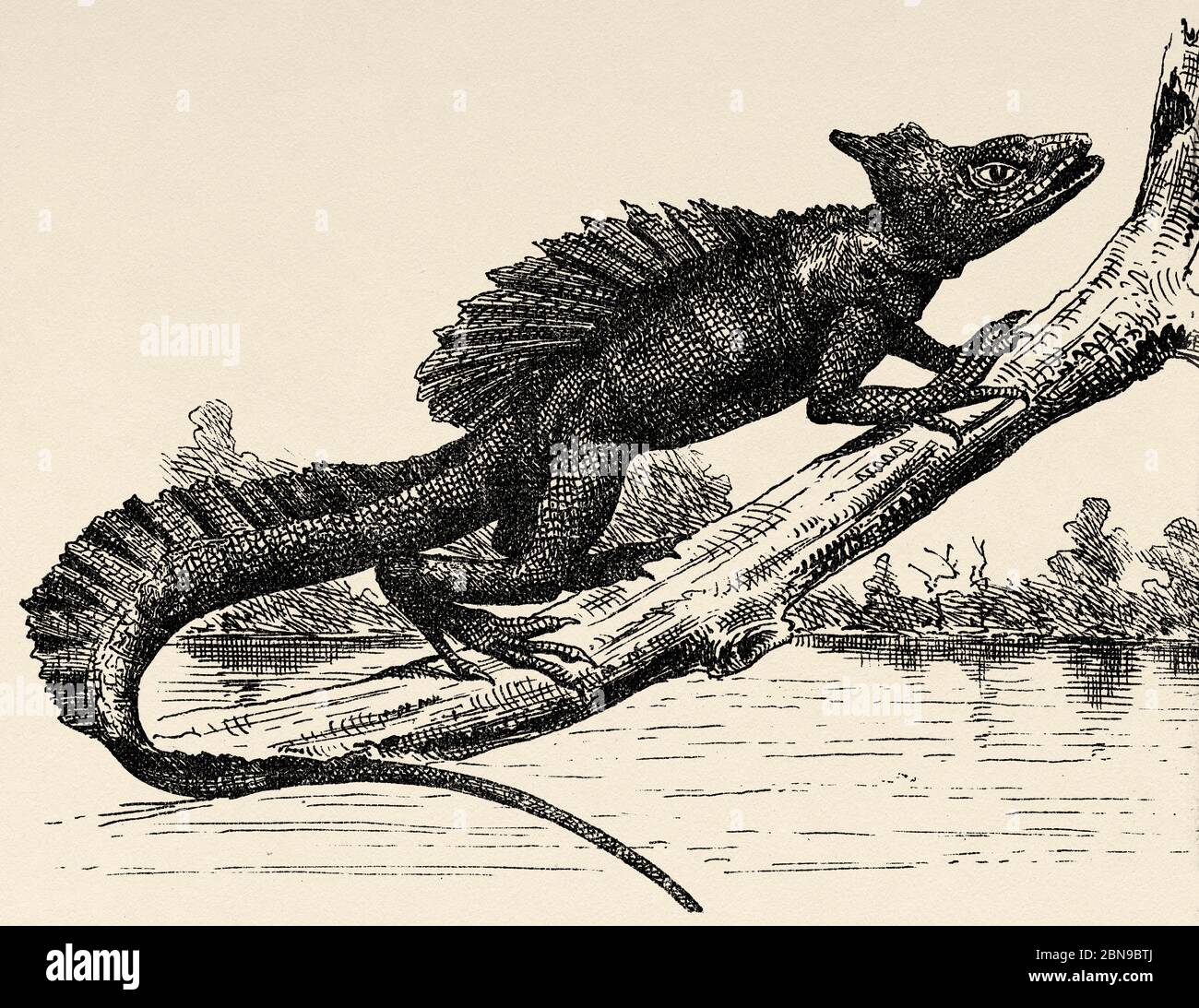 The common basilisk (Basiliscus basiliscus) is a lizard native to ...