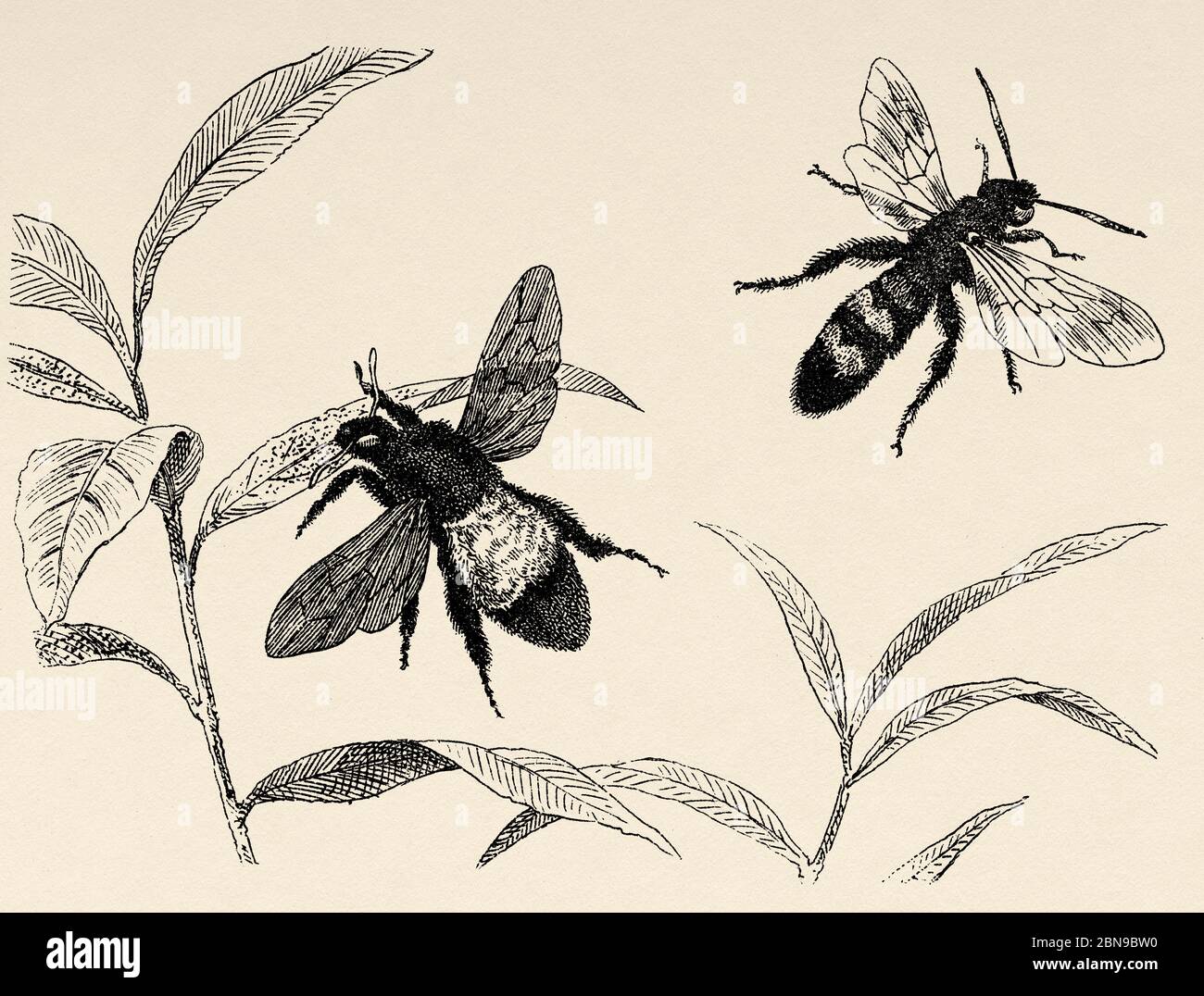 Largest bumblebee species hi-res stock photography and images - Alamy