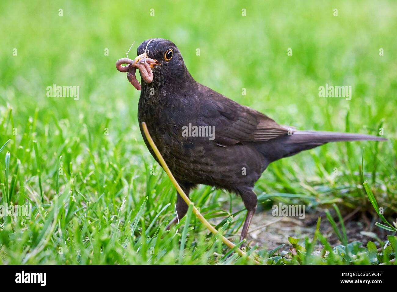 Common blackbird with worms in his beak (Turdus merula Stock Photo - Alamy